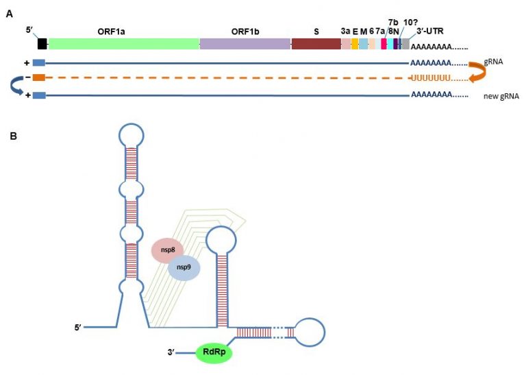 The puzzling RNA world of SARS-CoV-2 genome - SARS-CoV-2: Frontiere ...